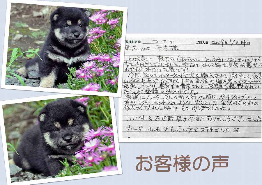 2009年7月14日 小中様 梵天丸君ID0409 | 【柴犬.net】柴犬専門ブリーダー・犬舎の子犬販売