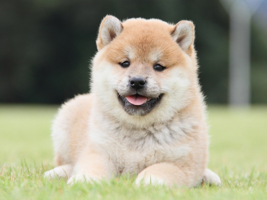 飼い主様決定の子犬 ID2103赤オス | 【柴犬.net】柴犬専門ブリーダー・犬舎の子犬販売