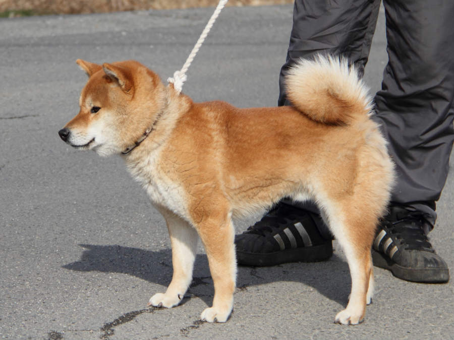 飼い主様決定の子犬 ID2103赤オス | 【柴犬.net】柴犬専門ブリーダー・犬舎の子犬販売