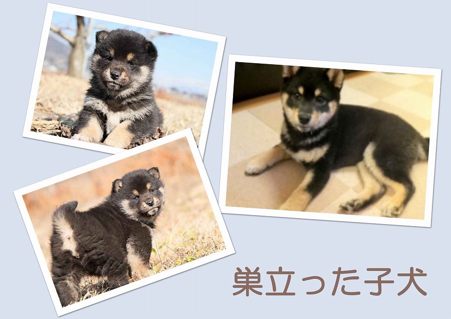 2012年4月3日 黒柴の女の子ランちゃんID1423 | 【柴犬.net】柴犬専門ブリーダー・犬舎の子犬販売