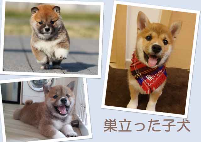2020年4月19日 MISUちゃんID3814 | 【柴犬.net】柴犬専門ブリーダー・犬舎の子犬販売