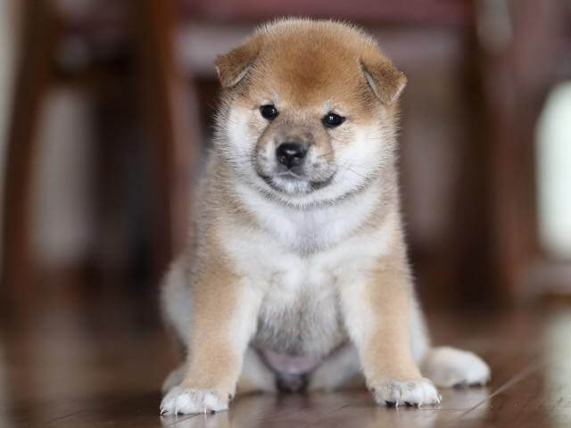 飼い主様決定の子犬 ID3923赤メス | 【柴犬.net】柴犬専門ブリーダー・犬舎の子犬販売