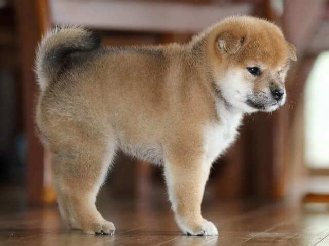 飼い主様決定の子犬 ID3923赤メス | 【柴犬.net】柴犬専門ブリーダー・犬舎の子犬販売