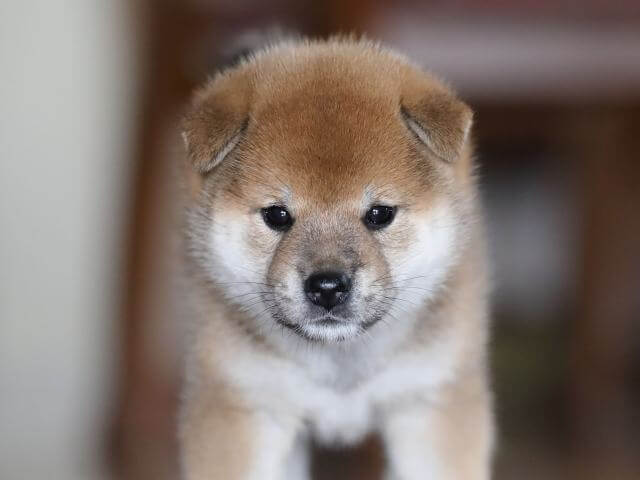 飼い主様決定の子犬 ID3923赤メス | 【柴犬.net】柴犬専門ブリーダー・犬舎の子犬販売