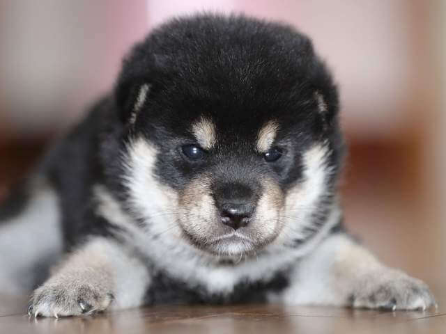 飼い主様決定の子犬 ID3924黒オス | 【柴犬.net】柴犬専門ブリーダー・犬舎の子犬販売