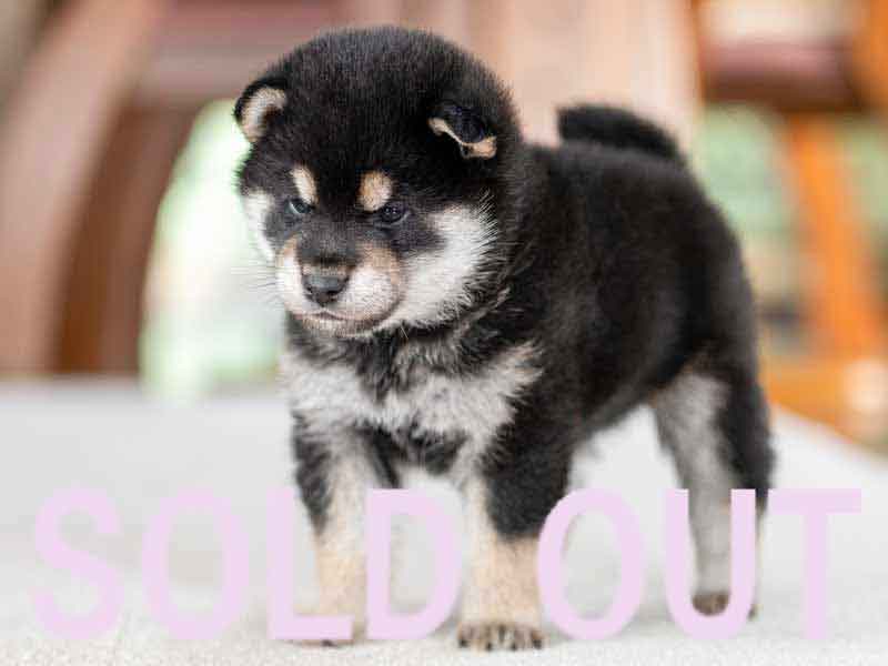 飼い主様決定の子犬 ID4055黒オス | 【柴犬.net】柴犬専門ブリーダー・犬舎の子犬販売