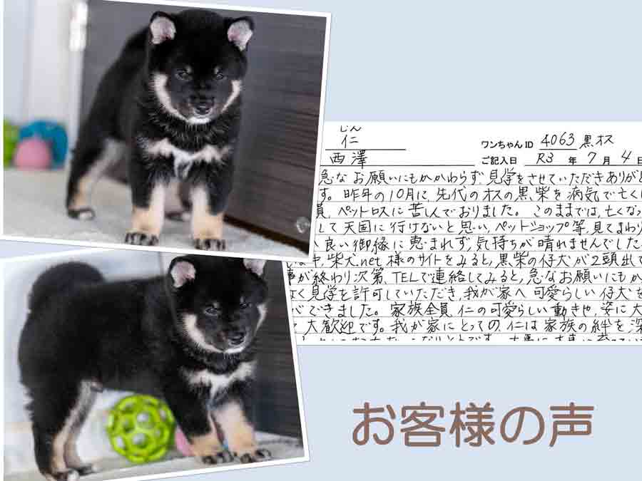 2021年7月4日 西澤様 仁君ID4063 | 【柴犬.net】柴犬専門ブリーダー・犬舎の子犬販売