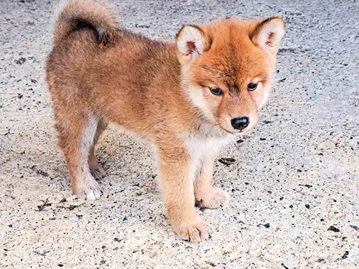 飼い主様決定の子犬 ID4253赤オス | 【柴犬.net】柴犬専門ブリーダー・犬舎の子犬販売